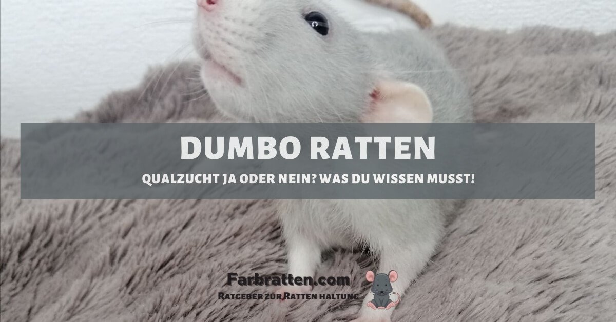 Dumbo Ratten ᐅ Qualzucht ja oder nein? Was Du wissen musst!